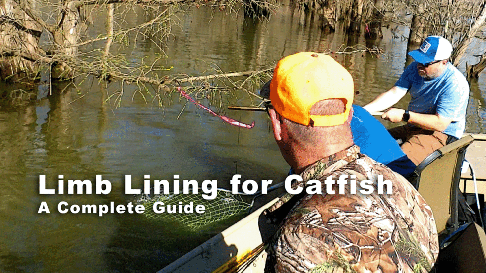 Limb Lining for Catfish: A Complete Guide – Practical Outdoorsman Store